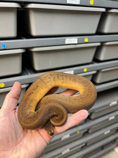 Leopard Pinstripe Sunset Ball Python by Captive Bred Specialties