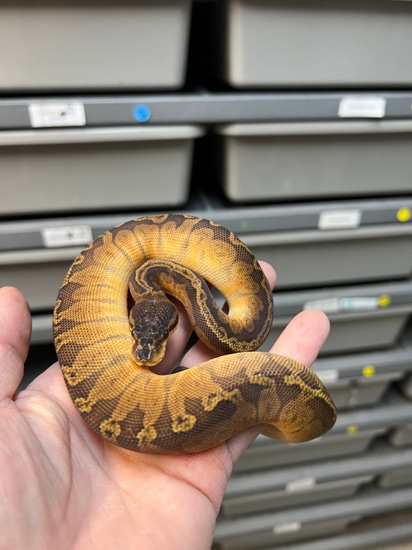Leopard Sunset Ball Python by Captive Bred Specialties