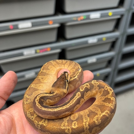 Captive Bred Specialties - MorphMarket