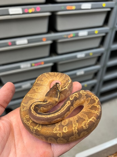 Fire Sunset Ball Python by Captive Bred Specialties