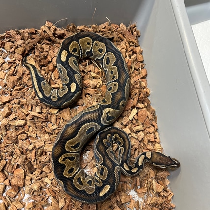 Captive Bred Specialties - MorphMarket