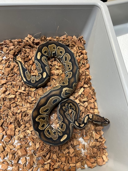 HRA DH Sunset Desert Ghost Ball Python by Captive Bred Specialties