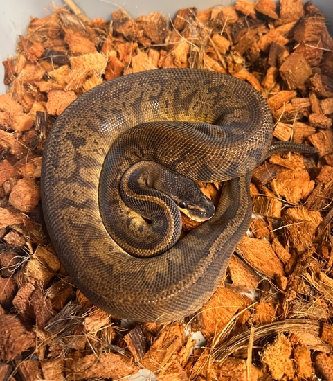 Sunset Leopard 100% Het. Pied Ball Python by Captive Bred Specialties