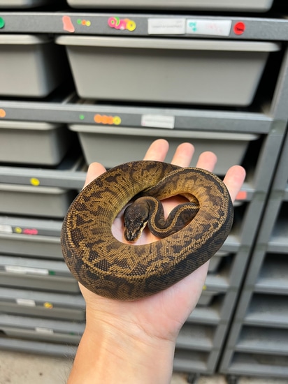 Leopard Sunset Ball Python by Captive Bred Specialties