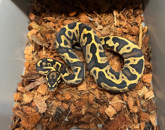 Leopard YB 100% Het Sunset 50% Het Pied Ball Python by Captive Bred Specialties