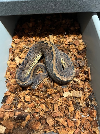 Leopard Pinstripe Het Sunset Ball Python by Captive Bred Specialties