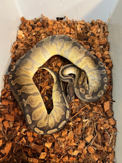 Sunset Ball Python by Captive Bred Specialties
