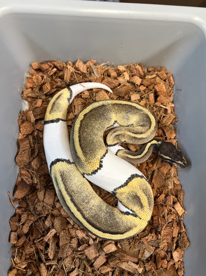Mojave Pied 100% Het Sunset Ball Python by Captive Bred Specialties