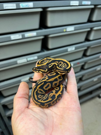 Leopard HRA Triple Het. Sunset/Pied/Desert Ghost Ball Python by Captive Bred Specialties