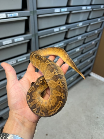 Sunset Ball Python by Captive Bred Specialties
