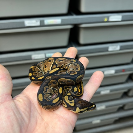 Captive Bred Specialties - MorphMarket