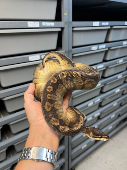 Sunset Ball Python by Captive Bred Specialties