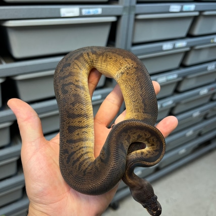 Captive Bred Specialties - MorphMarket