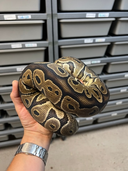 *1400g* HRA DH Sunset/Desert Ghost Ball Python by Captive Bred Specialties