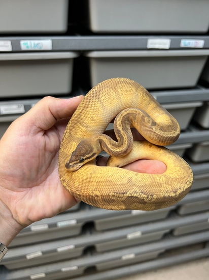Fire Sunset Ball Python by Captive Bred Specialties