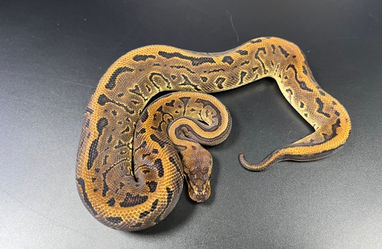 Leopard Pinstripe Het Sunset Ball Python by Captive Bred Specialties