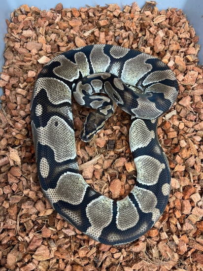 *Proven Female* Orange Dream Het Sunset Ball Python by Captive Bred ...