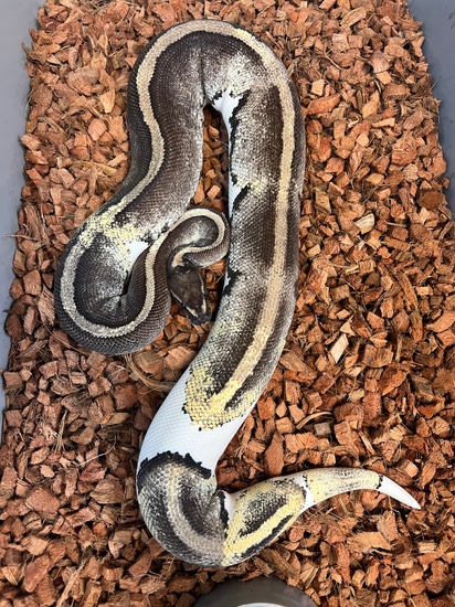 *Proven Female* Mojave Pied Ball Python by Captive Bred Specialties