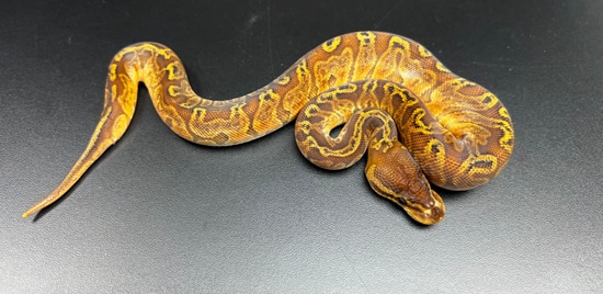 Orange Dream Enchi Sunset Ball Python by Captive Bred Specialties