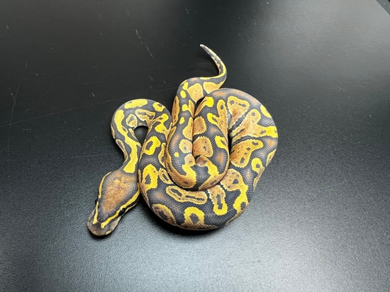 Hypo Het Sunset Ball Python by Captive Bred Specialties