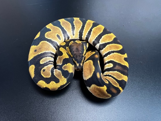 Orange Dream Het Sunset Ball Python by Captive Bred Specialties