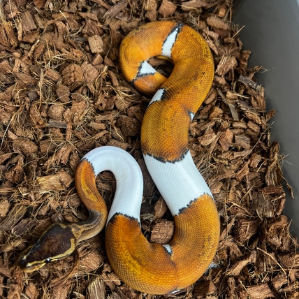 Captive Bred Specialties - MorphMarket