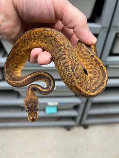 Orange Dream Leopard Sunset Ball Python by Captive Bred Specialties