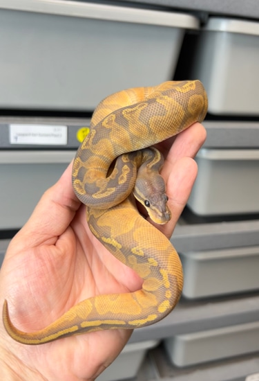 Sunset Hypo Ball Python by Captive Bred Specialties