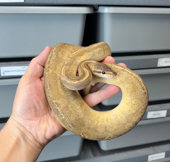 Fire Sunset Ball Python by Captive Bred Specialties