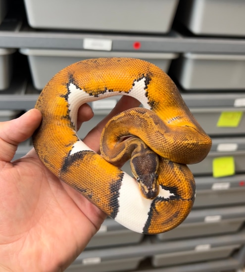 Sunset Pied Ball Python by Captive Bred Specialties