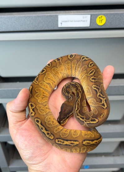 Orange Dream Enchi Sunset Ball Python by Captive Bred Specialties