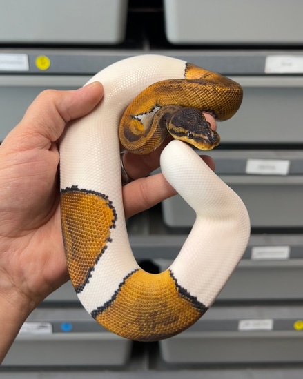 Sunset Pied Ball Python by Captive Bred Specialties
