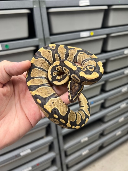 Fire Het Sunset Ball Python by Captive Bred Specialties