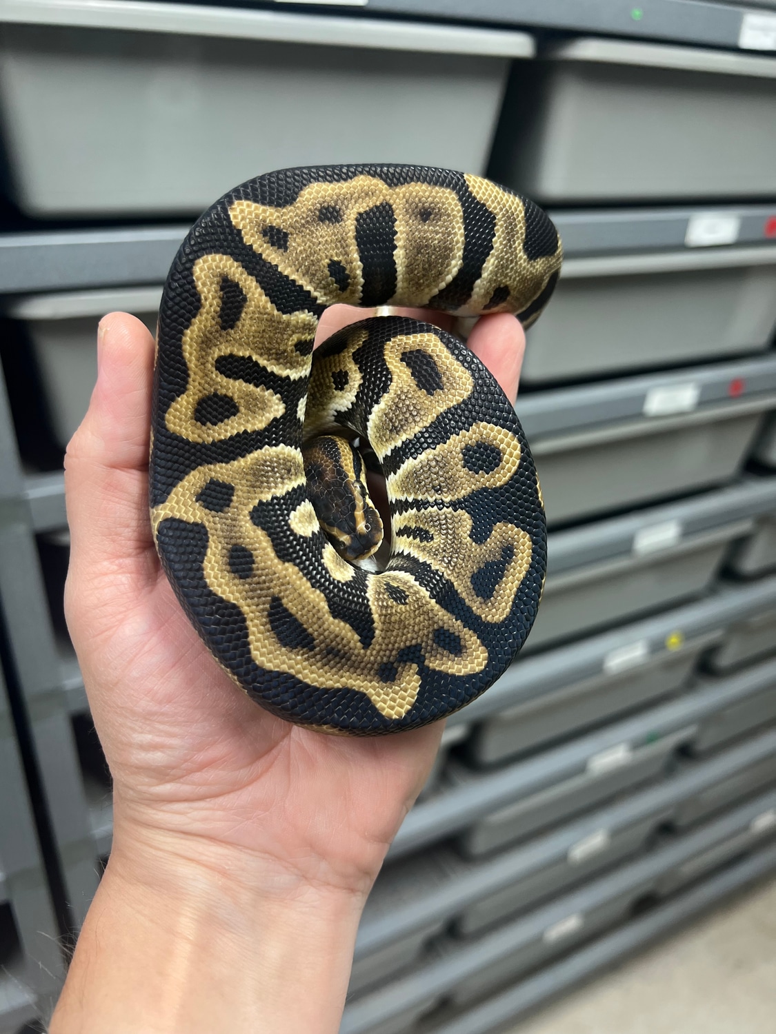 Leopard Triple Het Sunset/Clown/Desert Ghost