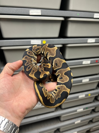 Leopard Het Sunset Ball Python by Captive Bred Specialties