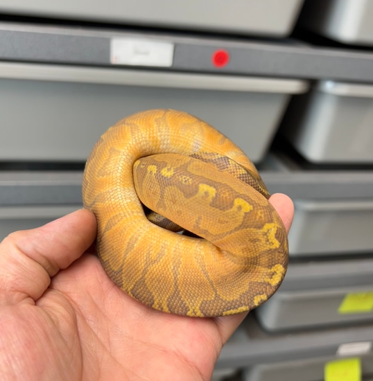 Fire Sunset Hypo Ball Python by Captive Bred Specialties