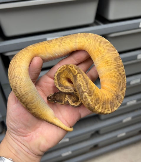 Fire Sunset Ball Python by Captive Bred Specialties