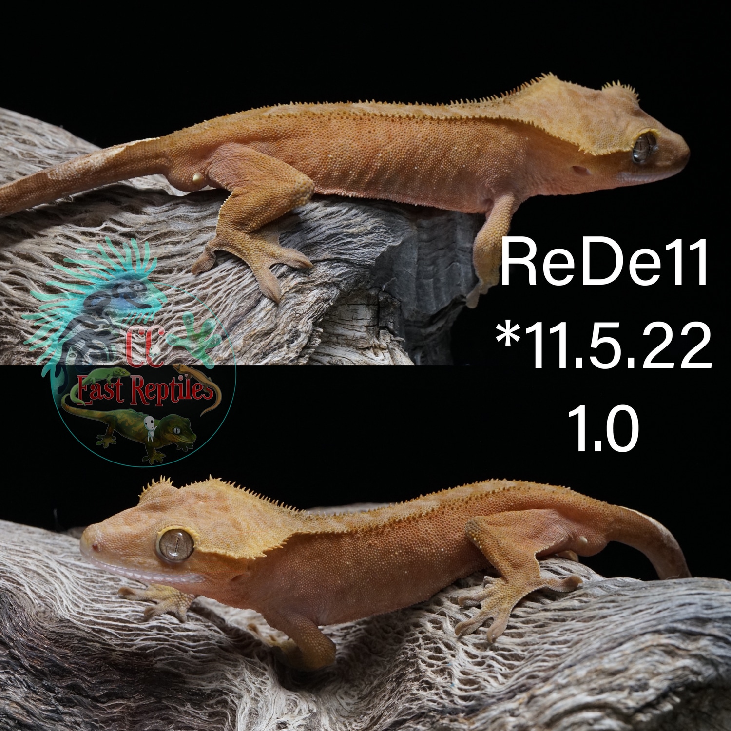 Red Bicolor Male Crested Gecko by CC-EastReptiles - MorphMarket