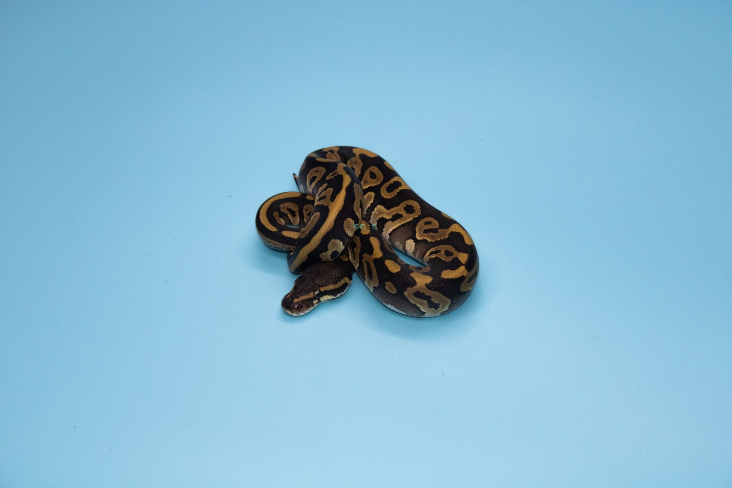 Leopard Mojave Ball Python by Cutting's Captive Bred Critters - MorphMarket