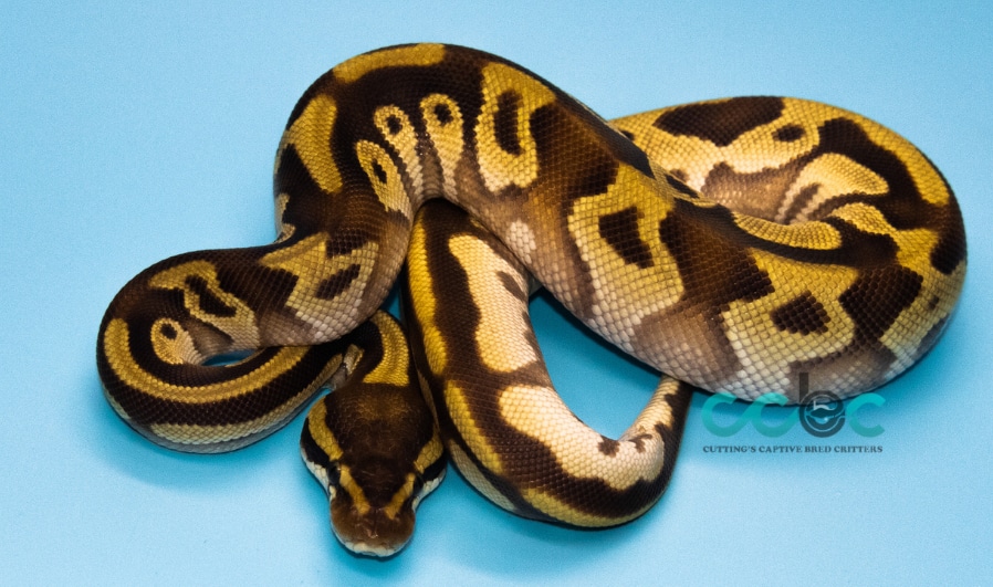 Enchi Leopard Mojave Ball Python by Cutting's Captive Bred Critters ...