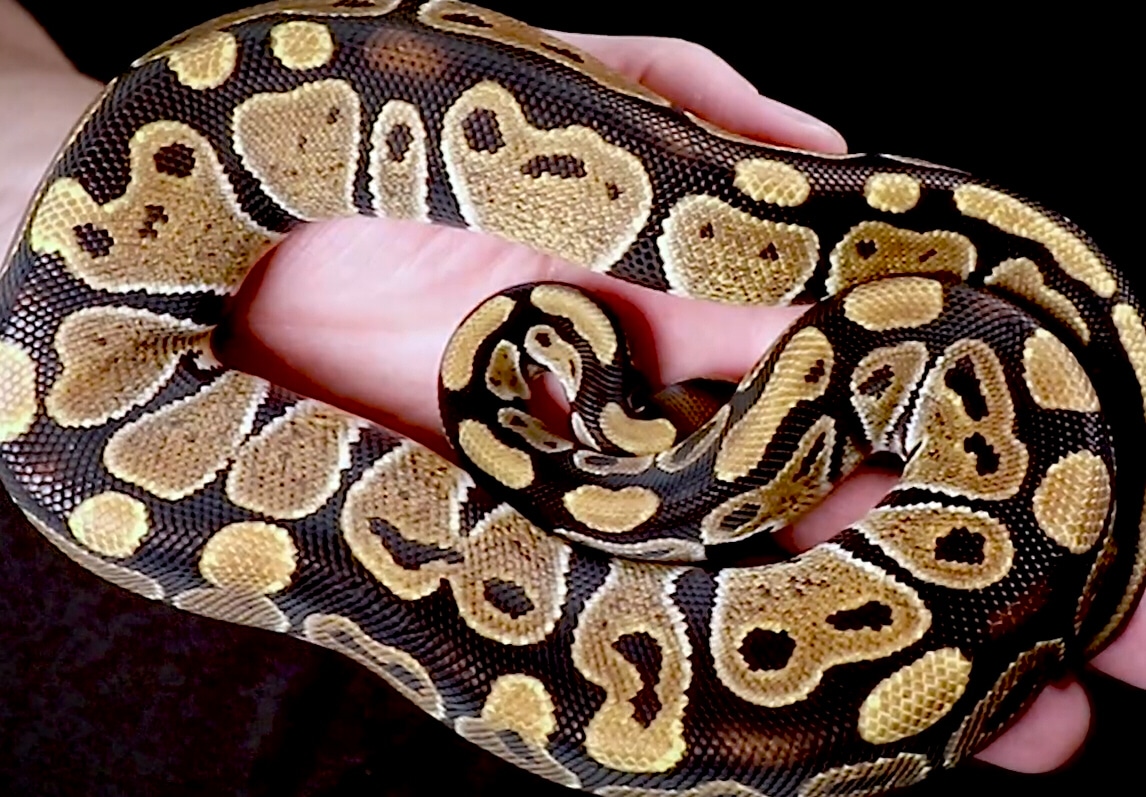 2019 Normal Female (Sweetie) Ball Python by Chris Hardwick Reptiles ...