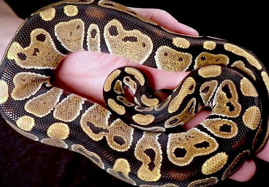 2019 Normal Female (Sweetie) Ball Python by Chris Hardwick Reptiles