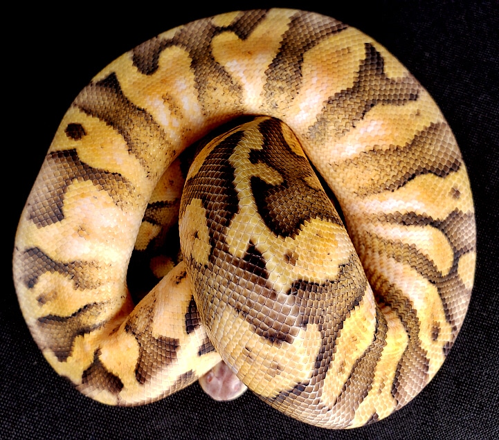 'Dusty' Female Super Pastel Enchi Calico 100% Het Desert Ghost Ball ...