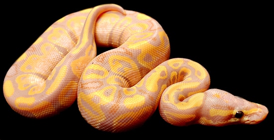 'Pixie' Male Coral Glow 50% Het Pied (Male Maker) Ball Python by Chris Hardwick Reptiles