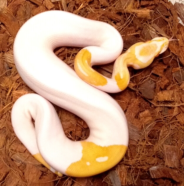 'Fang' Male Albino Pied Ball Python by Chris Hardwick Reptiles ...