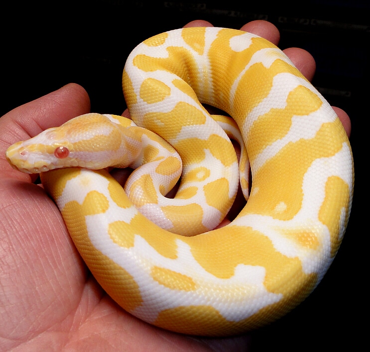 'Apollo' Male Albino 100% Het Pied Ball Python by Chris Hardwick ...