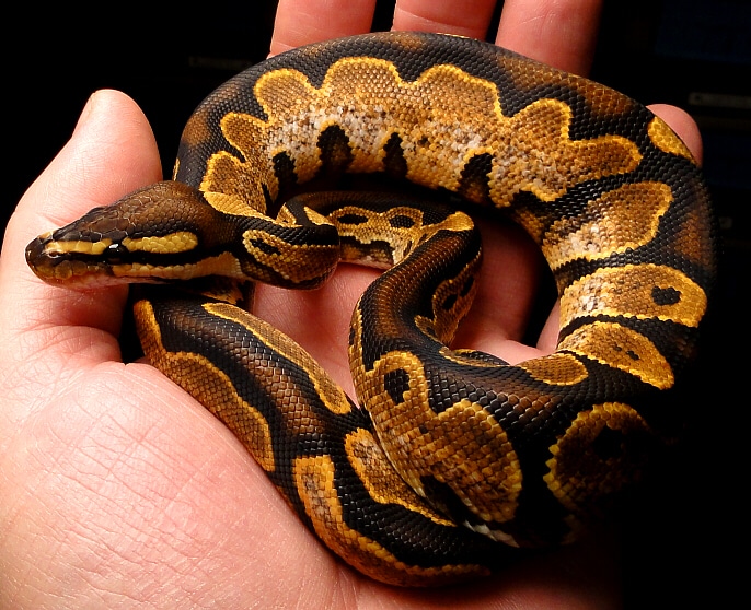 'Spot' Calico Possible Het Desert Ghost Ball Python by Chris Hardwick ...