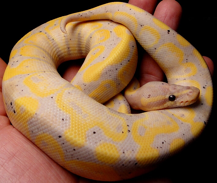 'Pee Wee' Male, Coral Glow 50% Het Pied (Male Maker), Pos Pastel Ball Python by Chris Hardwick ...