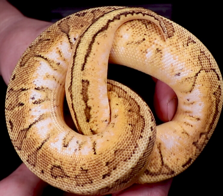 'Slim', Female Pastel Pinstripe Calico Pos Het Desert Ghost Ball Python ...