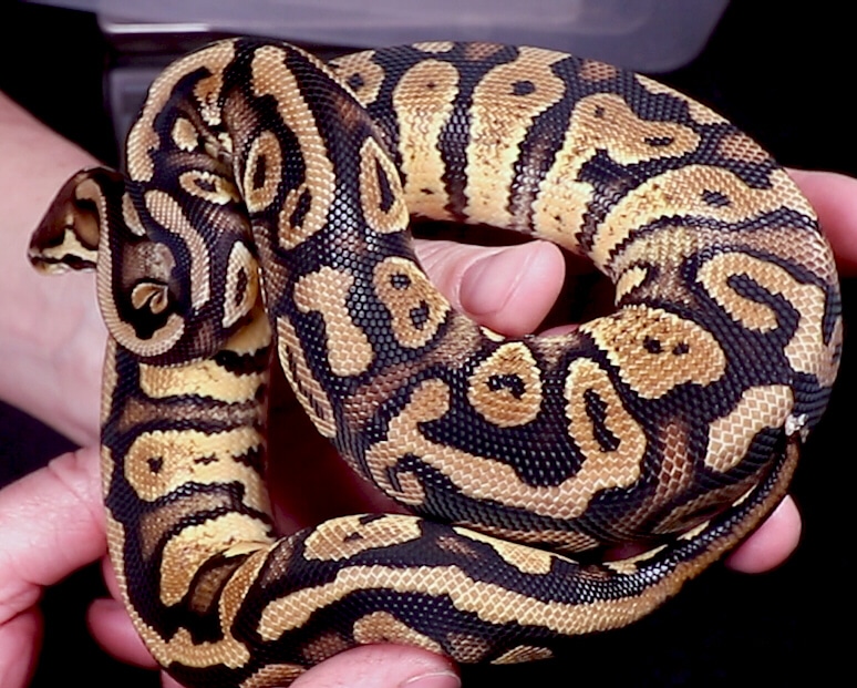 'Magnum', Female Pastel (Dinker) Ball Python by Chris Hardwick Reptiles - MorphMarket